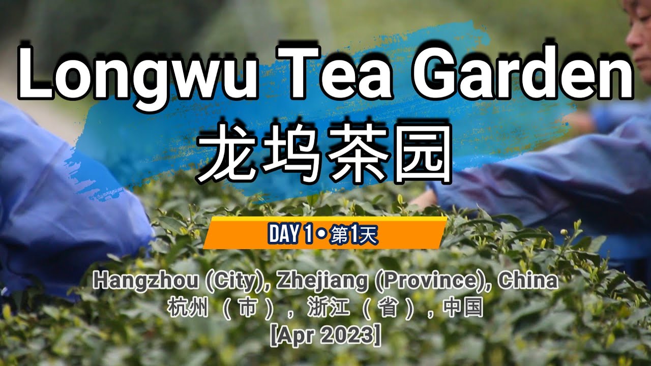 🌏509🌏 [Longwu Tea Garden] 【Day 1】 [龙坞茶园] 【第1天】 - YouTube