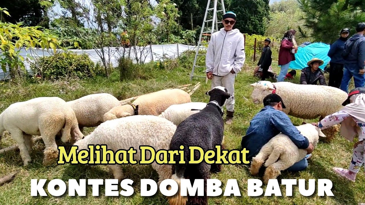 Dieng Culture Festival: Melihat Dari Dekat Kontes Domba Batur - YouTube
