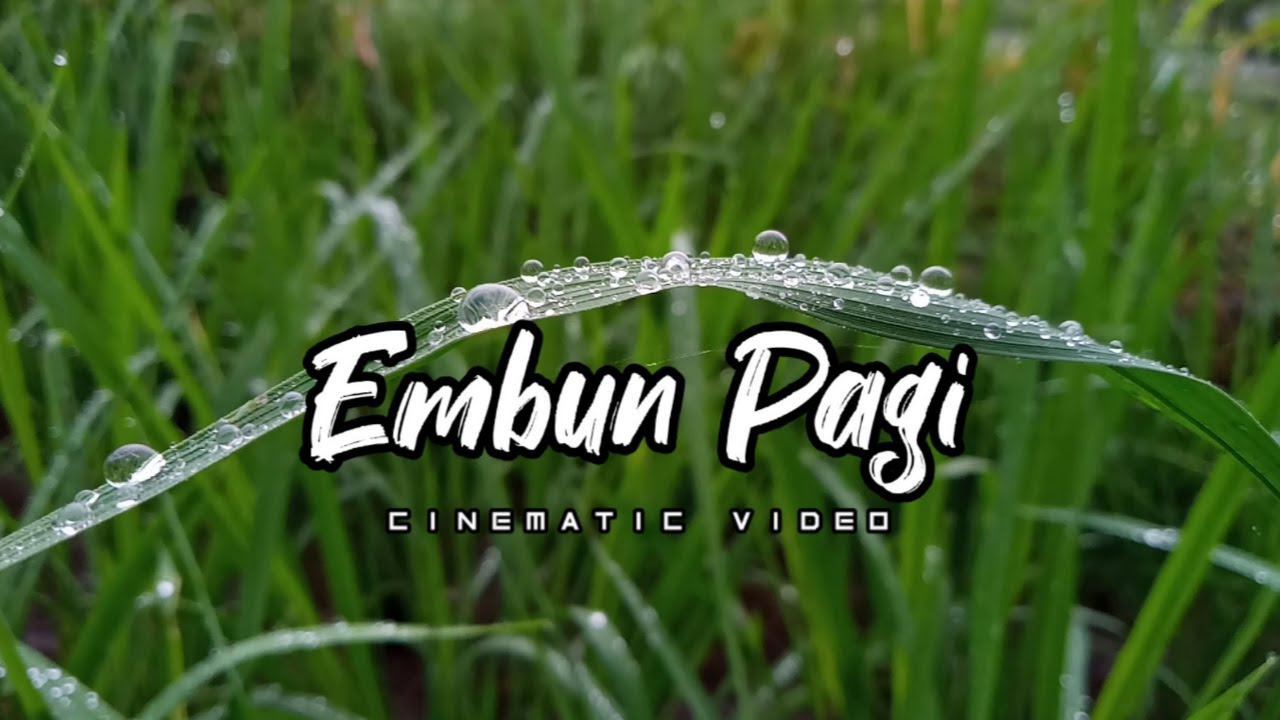 Embun Pagi || Cinematic Video || Suasana di pagi hari menjelang siang ...