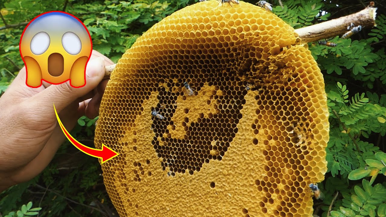 Bee hunter using his unique skill to hunting honey bee in the forest ...
