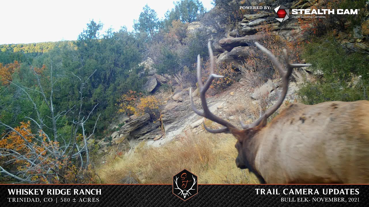 Whiskey Ridge Ranch- bull Elk trail camera video 11.04.2021 - YouTube