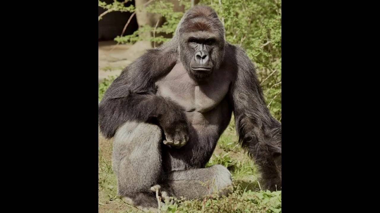 How Harambe really died - YouTube