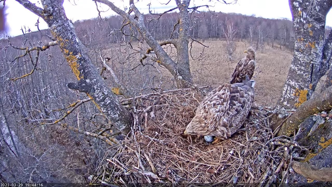 White tailed eagle couple's first egg Kotkaklubi Merikotkas::Haliaeëtus ...