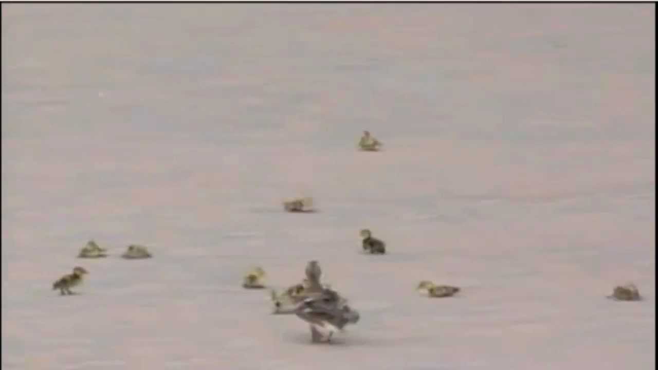 Ducks Blown Off Their Feet By The Wind - YouTube