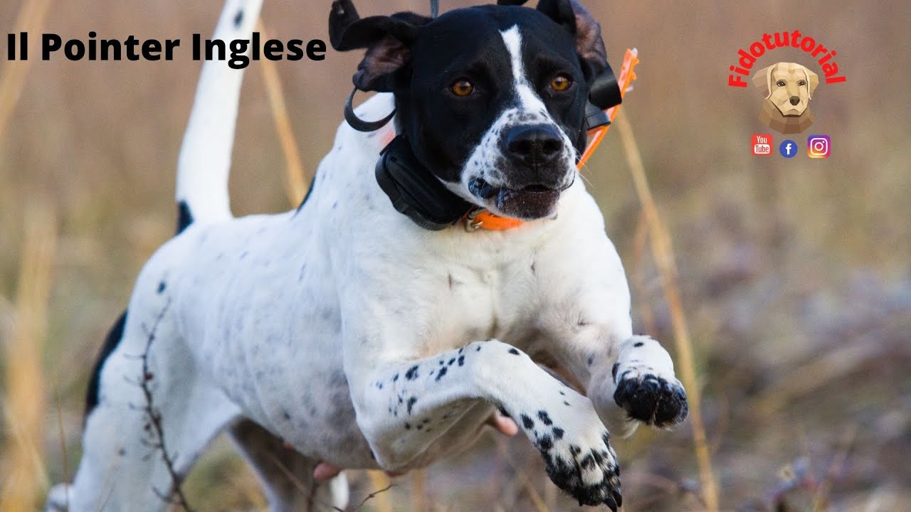 Il Pointer Inglese - YouTube