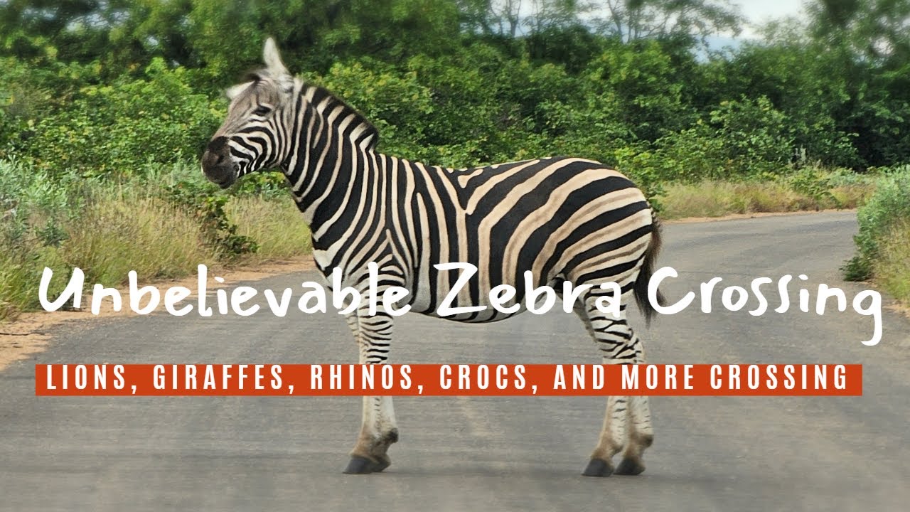 Africa's Extreme Zebra Crossing and Beyond! Safari on the Streets ...