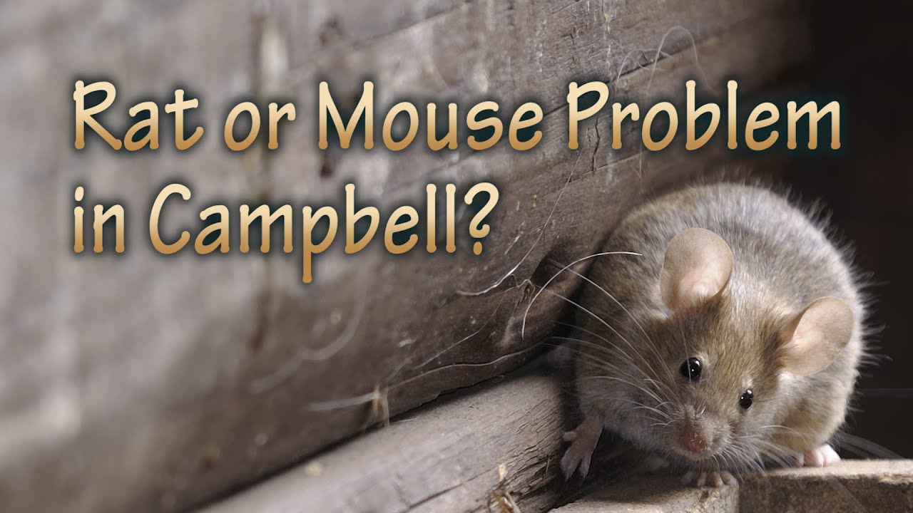 Campbell Rat or Mouse Problem? - YouTube