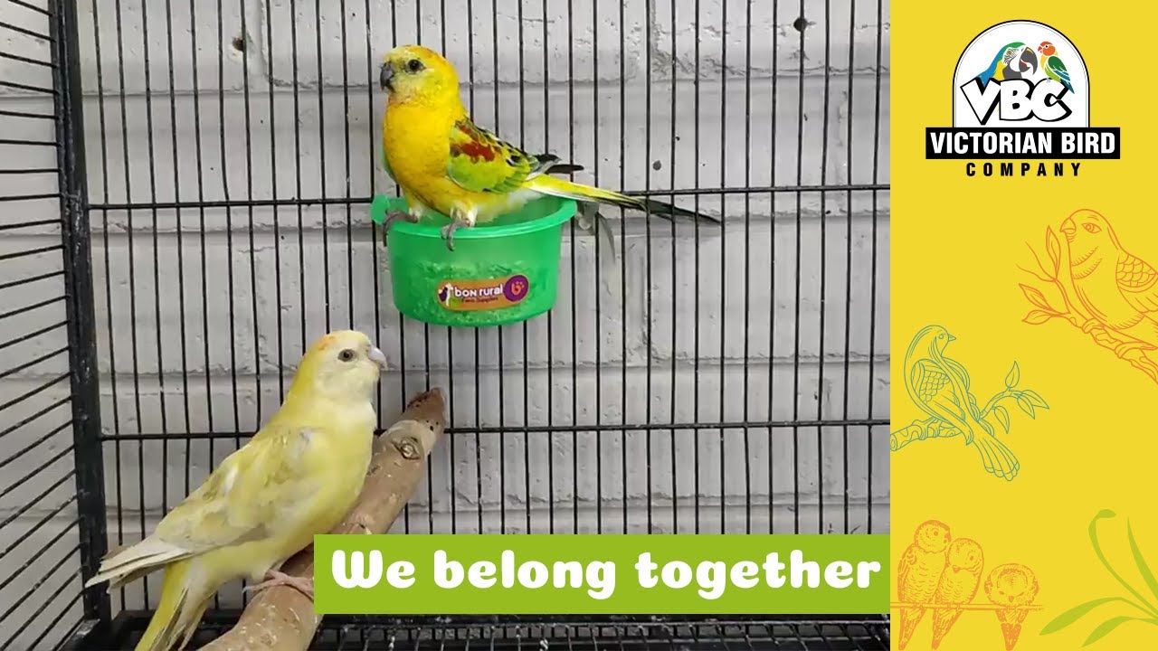 Opaline Red Rump | Victorian Bird Co - YouTube