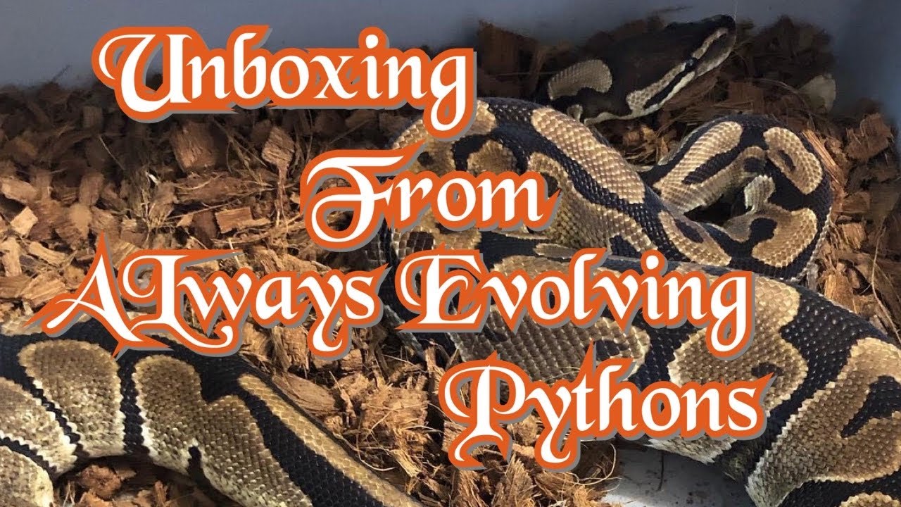 Epic Unboxing from Always Evolving Pythons - YouTube