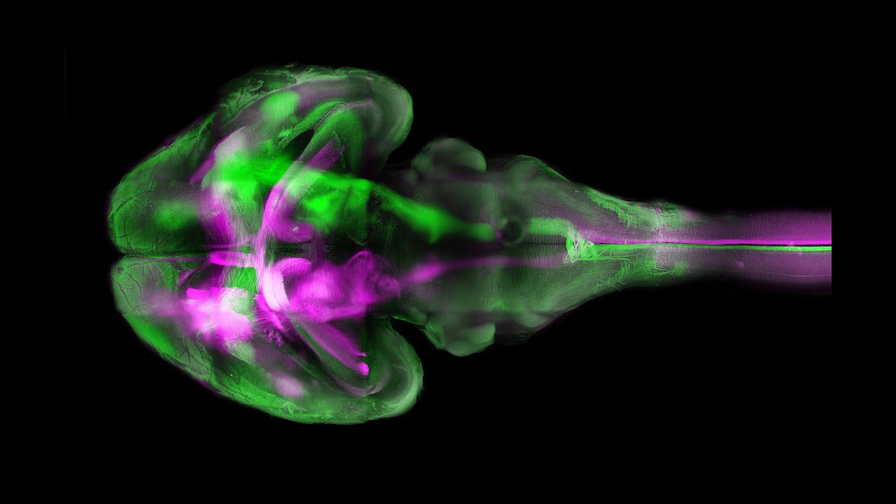 Mouse’s body made entirely transparent to reveal nervous system - YouTube