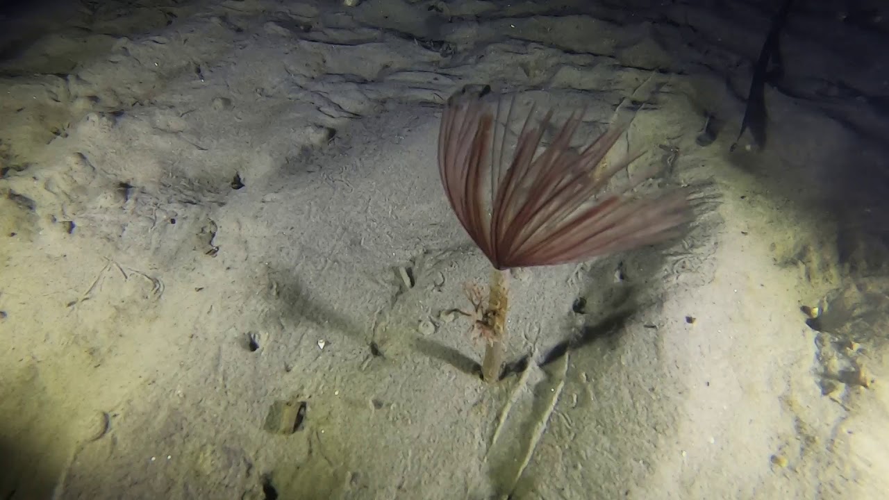 Peacock Worm - YouTube