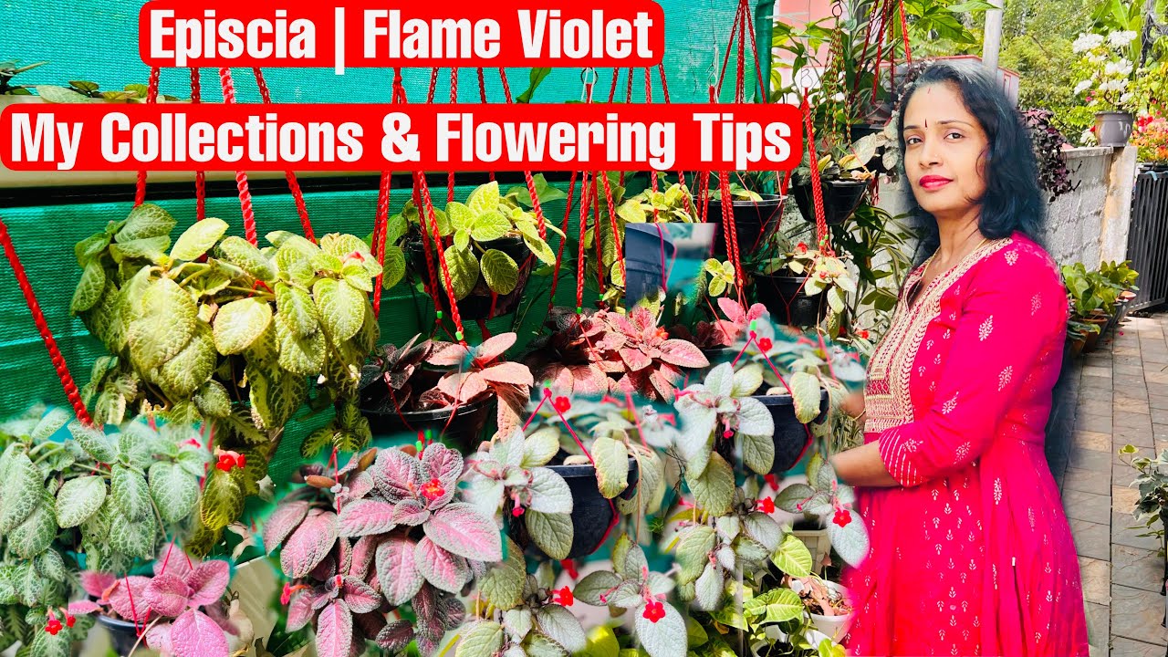 Episcia Plant Care & Propagation | Flame Violet Collections | Achu’s ...