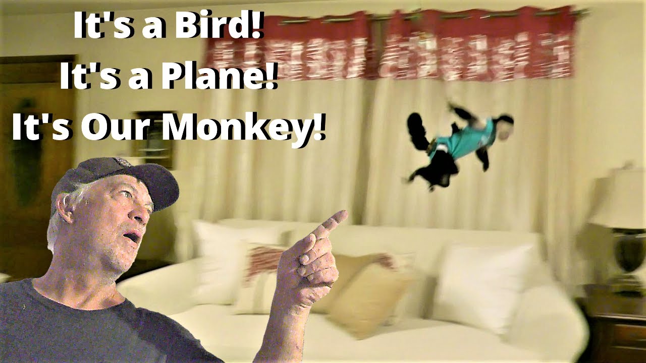CAN MONKEYS FLY? OURS CAN!....With a Little help | It's a Bird! It's a ...