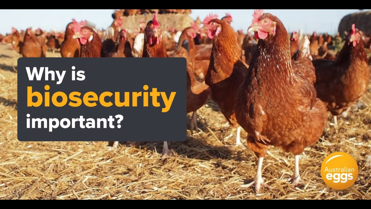 Healthy Hens- Why is biosecurity important? - YouTube