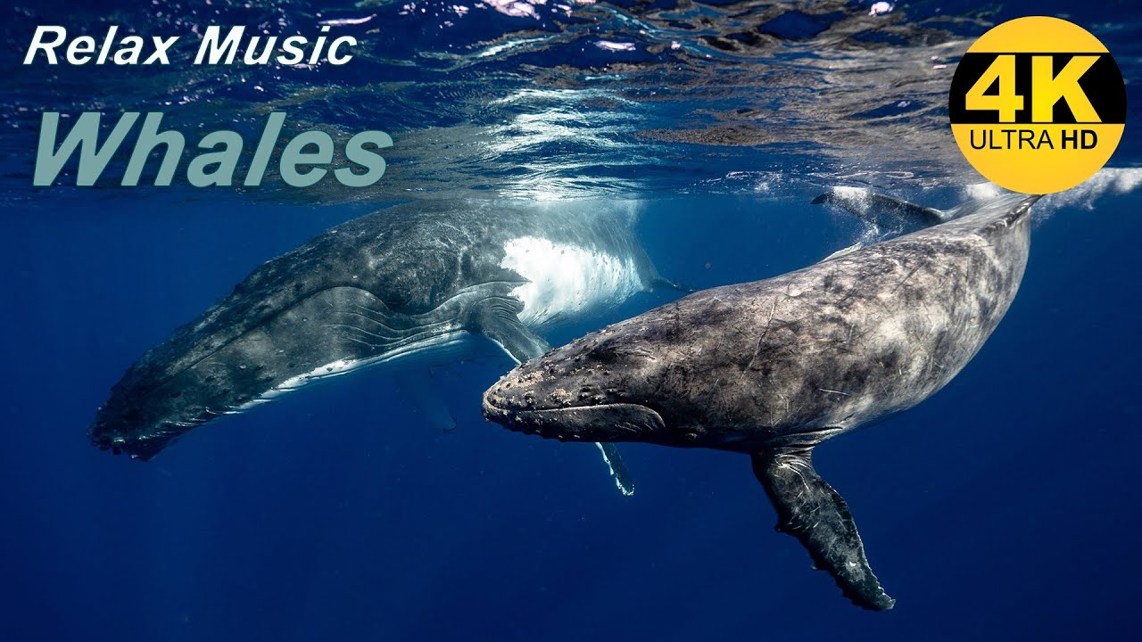 🎧Relax Music/Whales 🐋 Music for relaxation and sleep 🐋 Amazing Whales ...