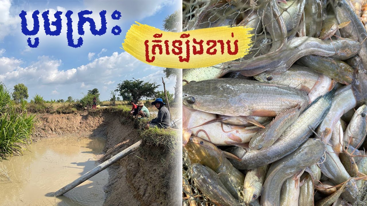 មូមស្រះចាប់ត្រី-Pond fishing and get a lot of fish. - YouTube