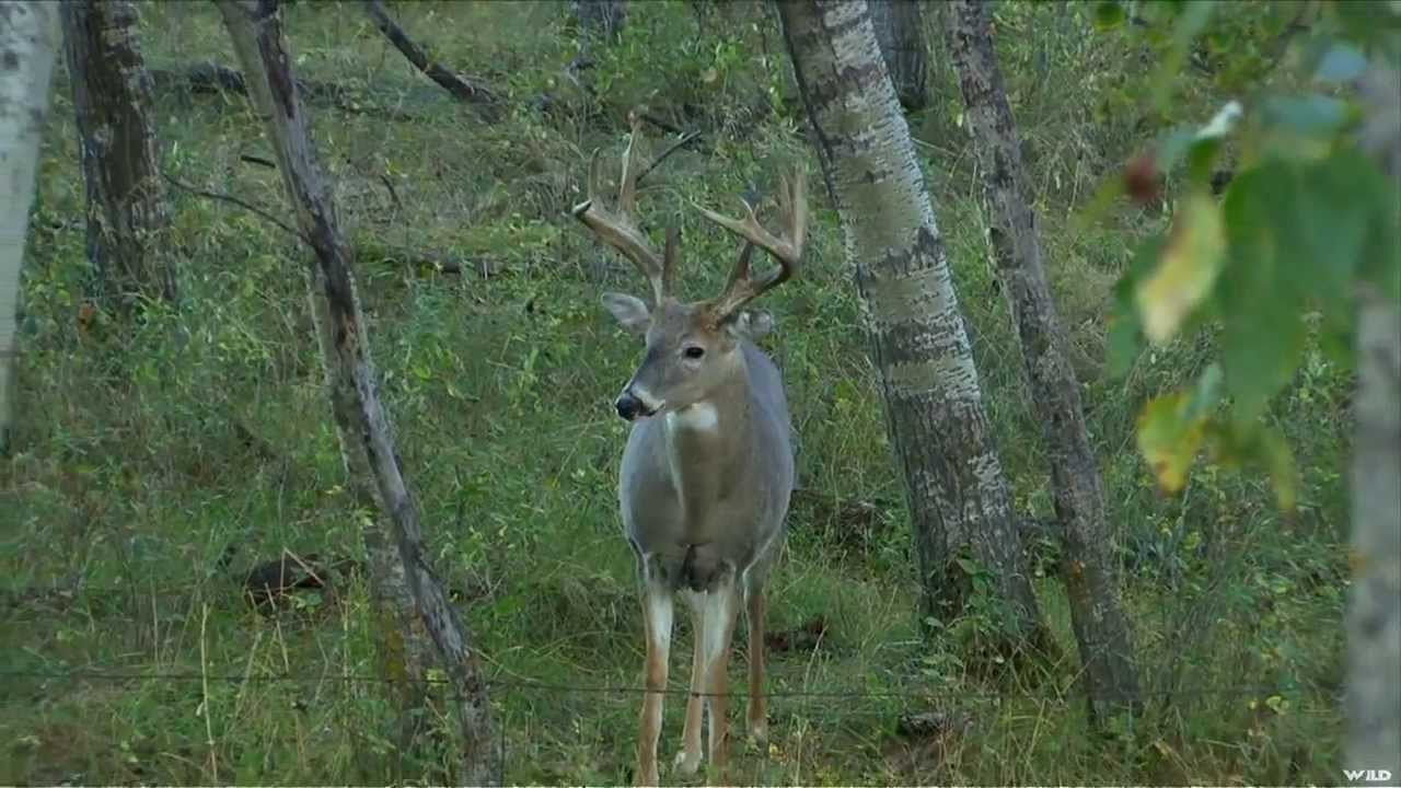 Whitetail Deer hunting in Saskatchewan - YouTube