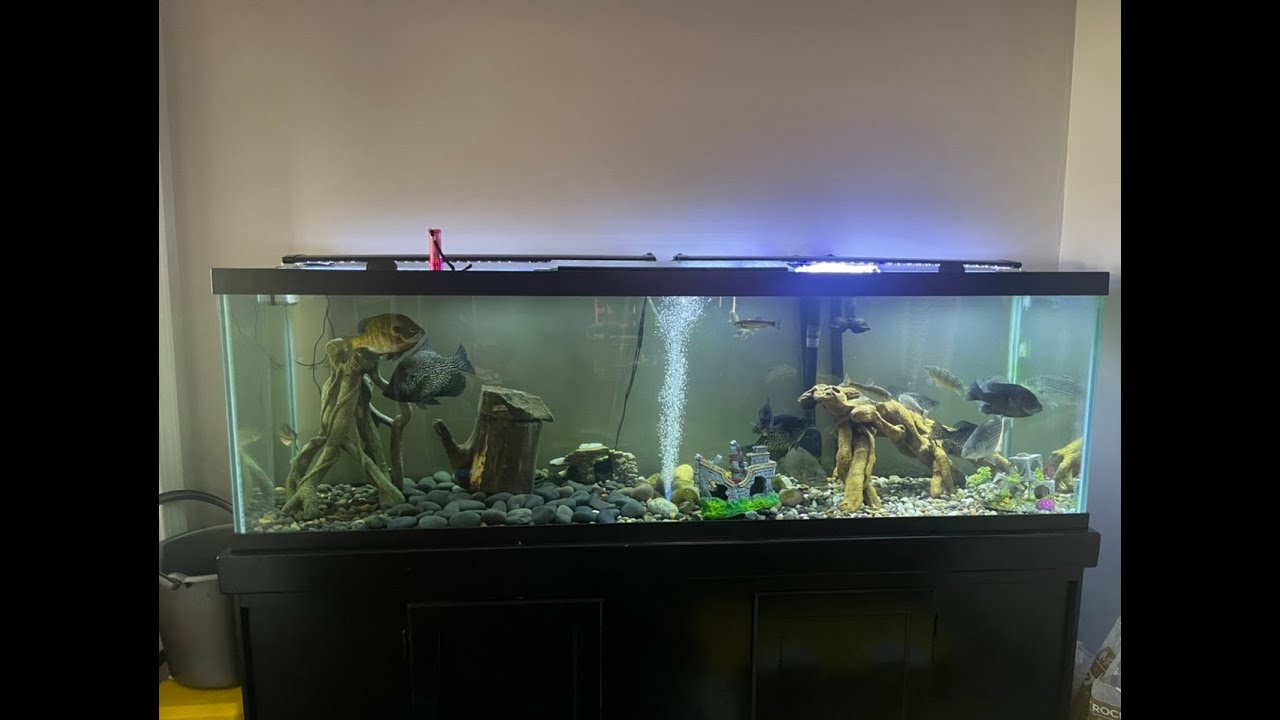 My First Video! About my Tank and Fish - YouTube