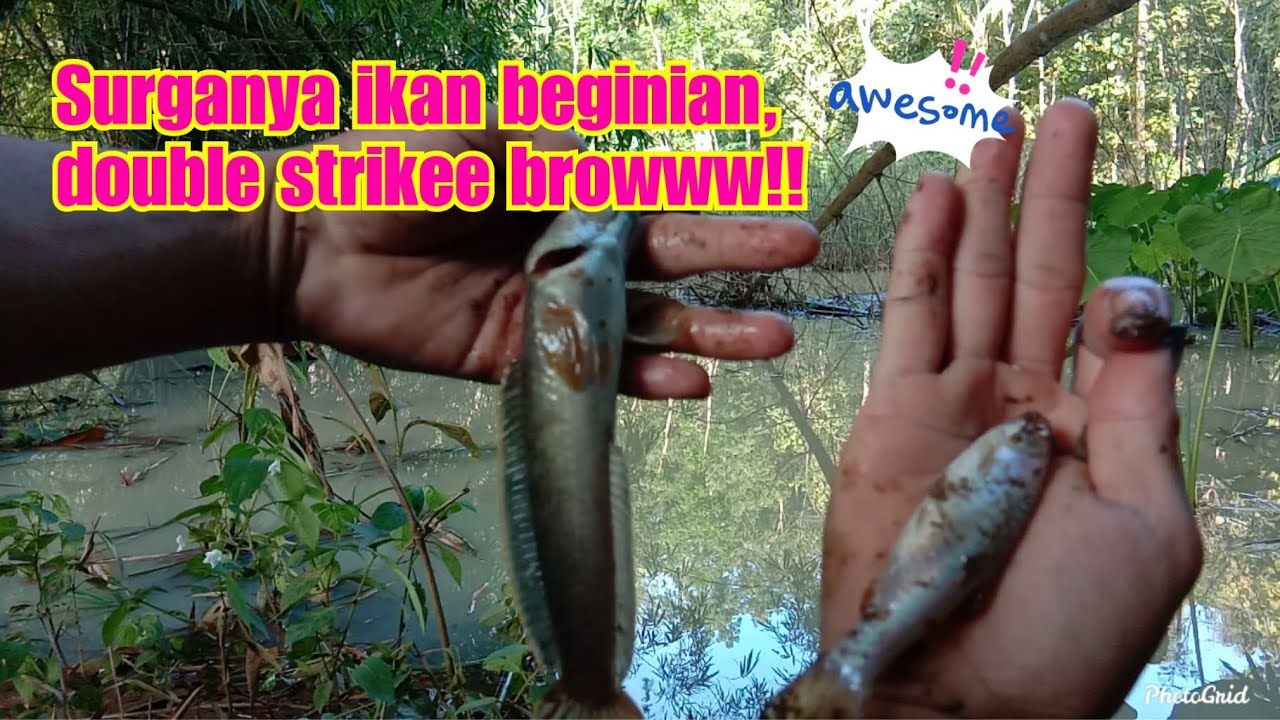 Surganya ikan kotes, rejeki mancing sehabis hujan. - YouTube