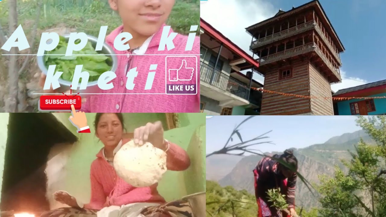 Apple ki kheti aaise karte hai 🍎 - YouTube