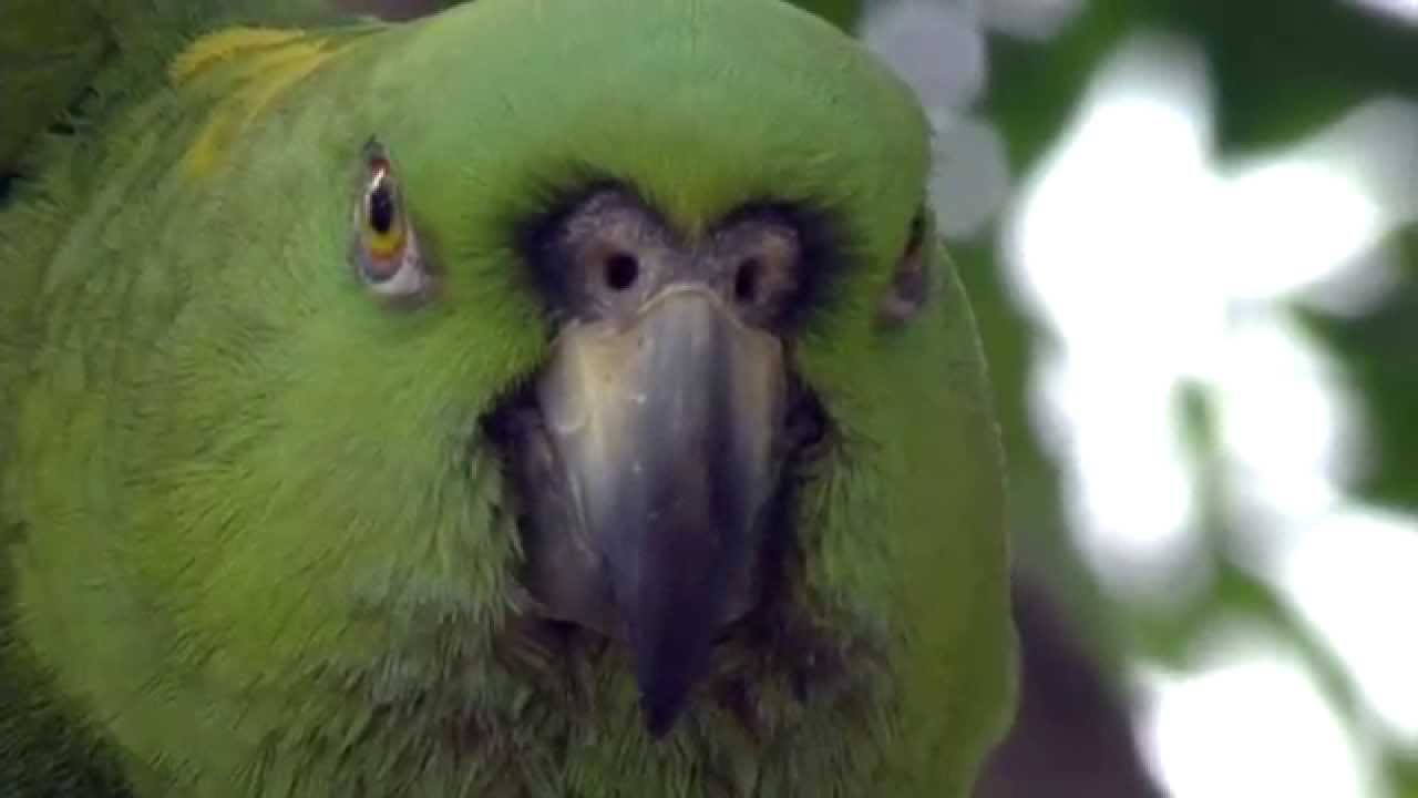 Yellow-naped Amazon Parrot - YouTube