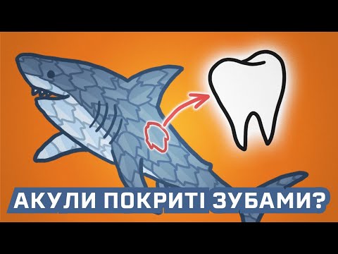Чи справді акули ззовні покриті зубами? [MinuteEarth] - YouTube