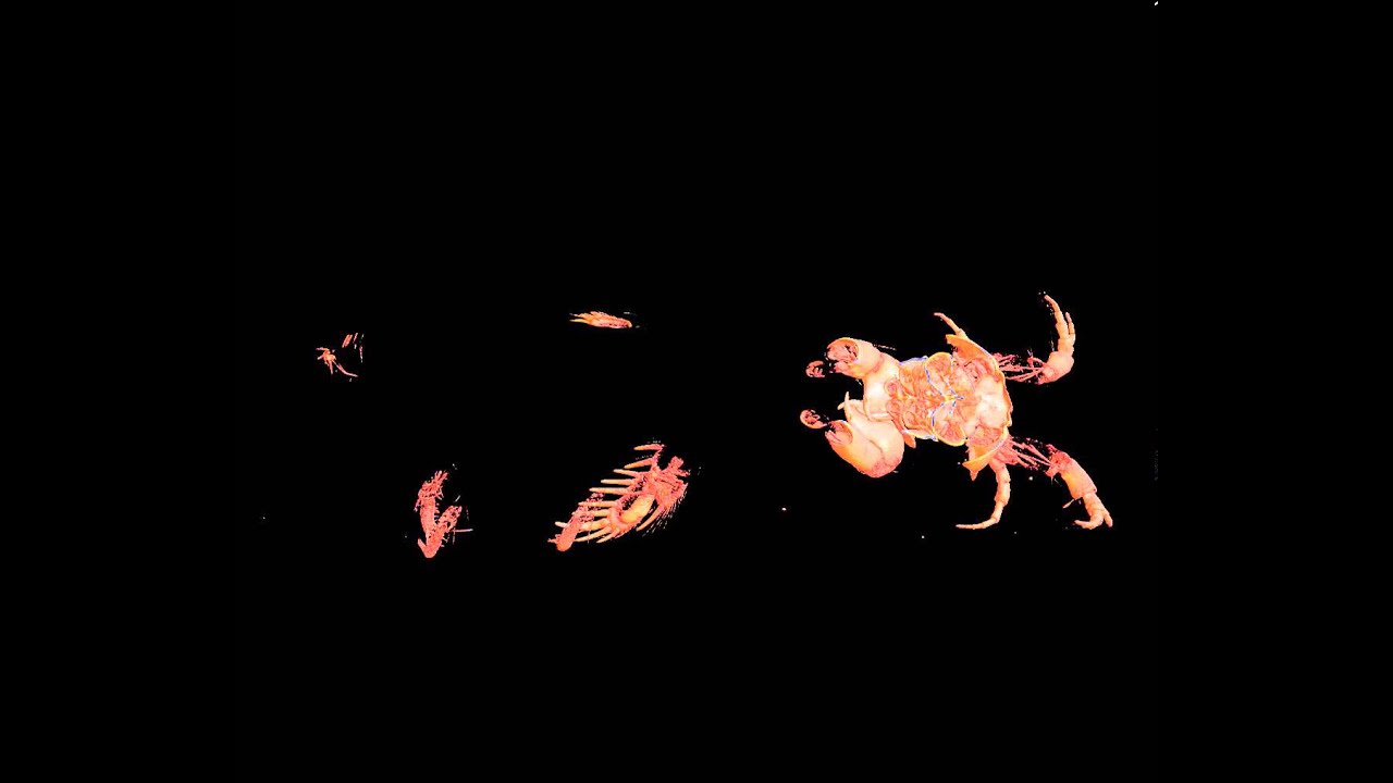 Tanaid, a benthic (thanks Jurgen!) crustacean. MicroCT scan ...