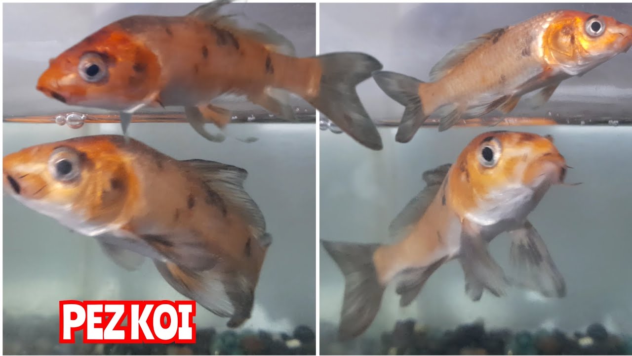 HERMOSO PEZ KOI Y PEZ GRUPY EN PECERA - YouTube