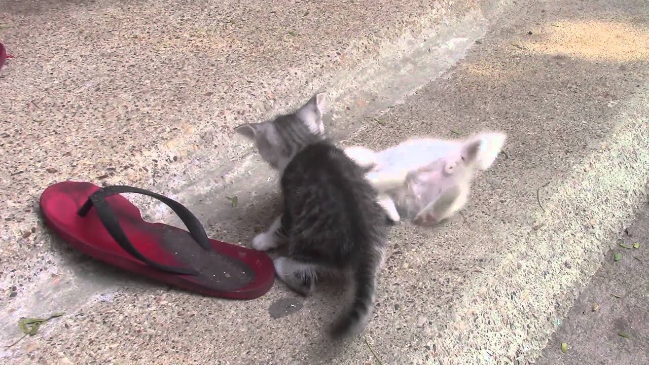 cute little kittens playing, котята играются, små killinger leger - YouTube