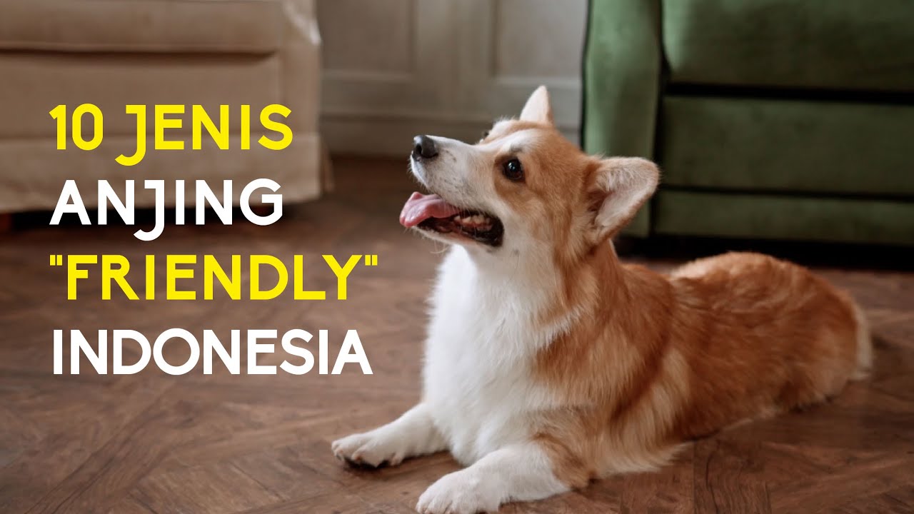 10 anjing paling bersahabat di Indonesia - YouTube