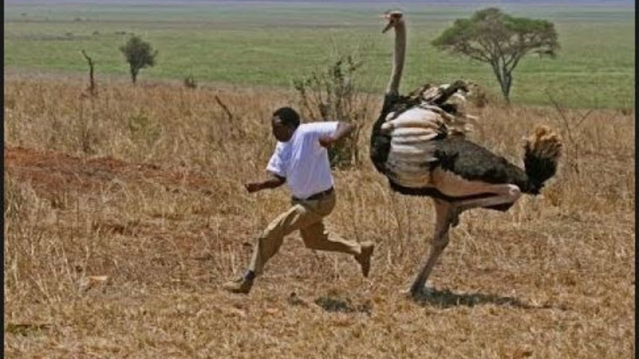 Funny animals attack on humans videos 2022 || Funny tiktok - YouTube