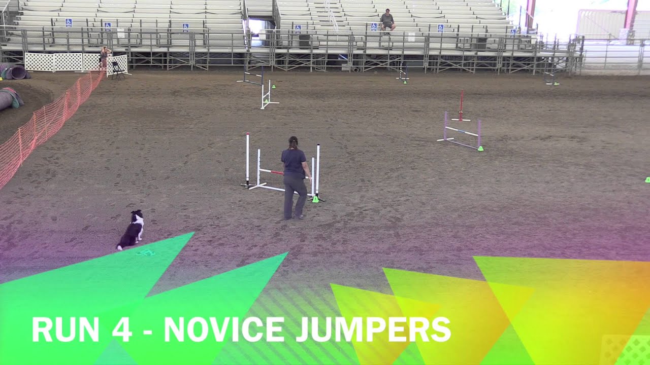 Aerie's First Agility Trial - NADAC (Novice) - April 3, 2016 - YouTube