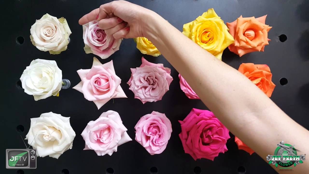 JFTV: The Jet Fresh Rose Wall's Big Headed Roses with Celine - YouTube