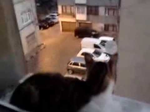Paşa gönlüm- Kedi Dünyası