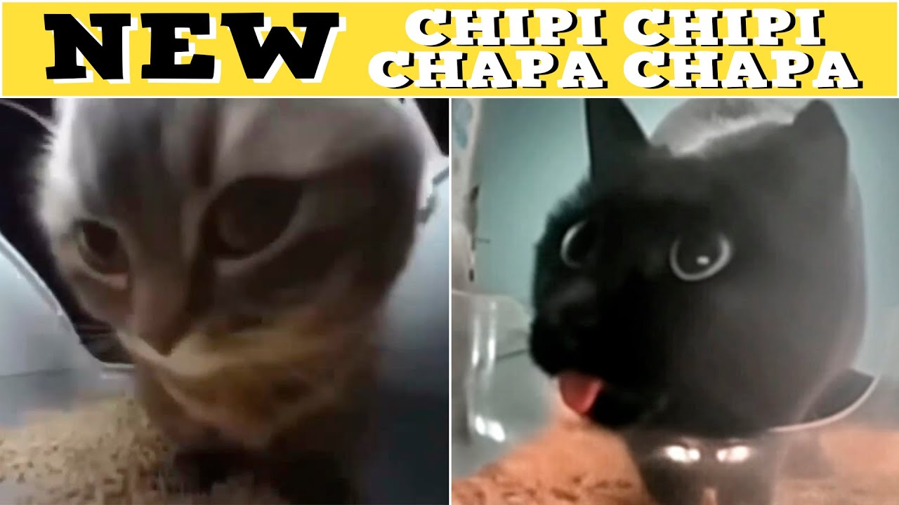 Chipi Chipi's return? | New Catto - YouTube