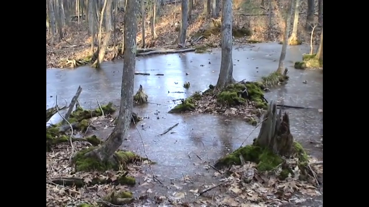 Backyard Pathology by Dr. Alex Shigo - YouTube