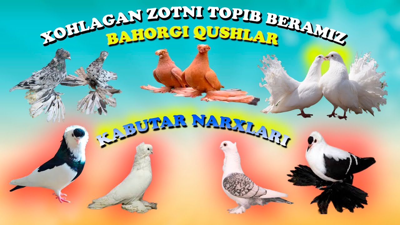 UZB dagi eng katta bozor TOSHKENT QORAQAMISH KABUTARLAR NARXLARI ...