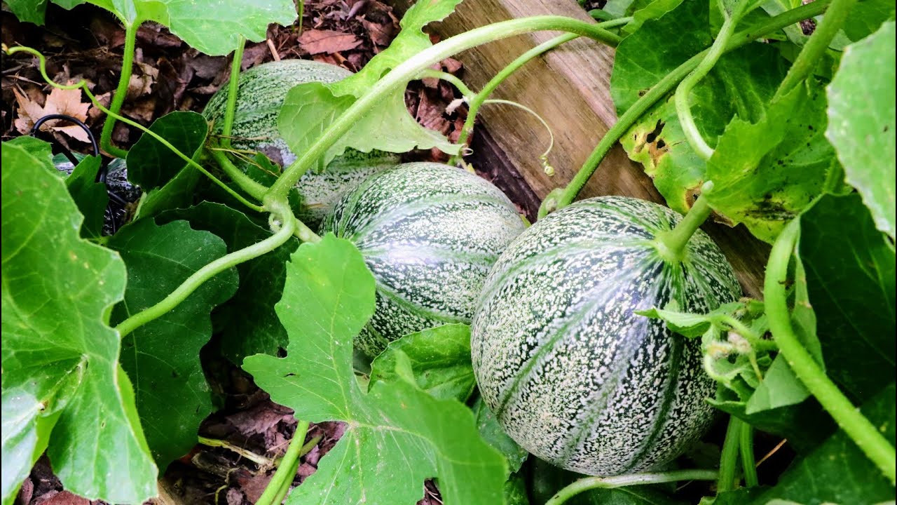 After 4 Years | Finally Figuring out Melons for Optimal Sweetness - YouTube