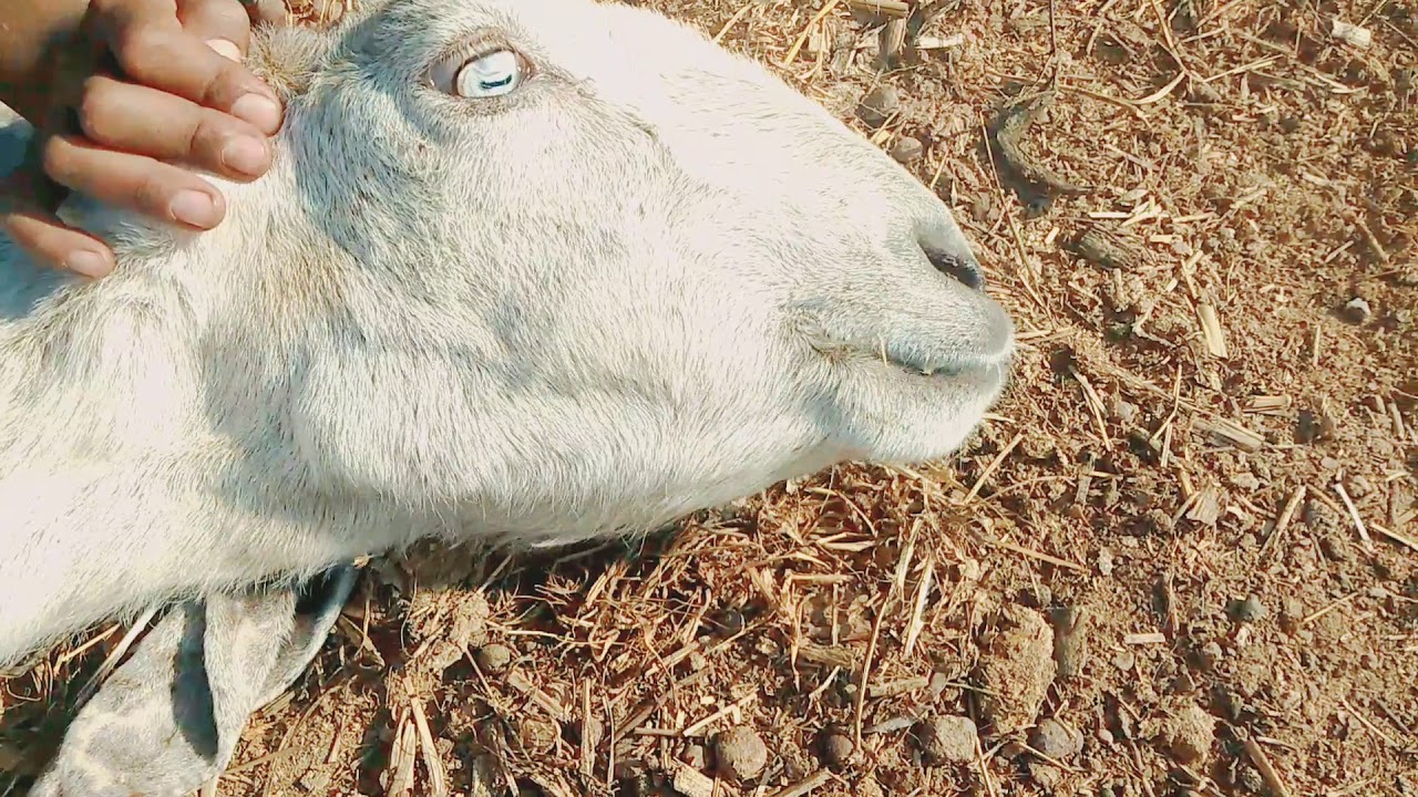 Goat Paralysis Diseases Treatment 💉 - YouTube