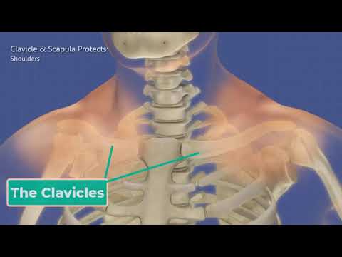 Anatomy of the Appendicular Skeleton - Shorter Version - YouTube
