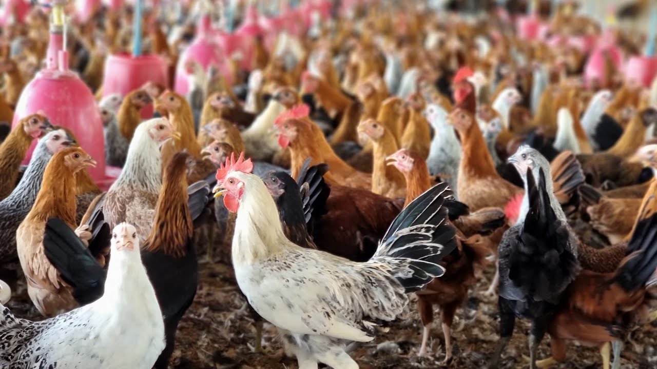 1000 Desi Poultry Farming Business Plan l Investment l Profit l - YouTube