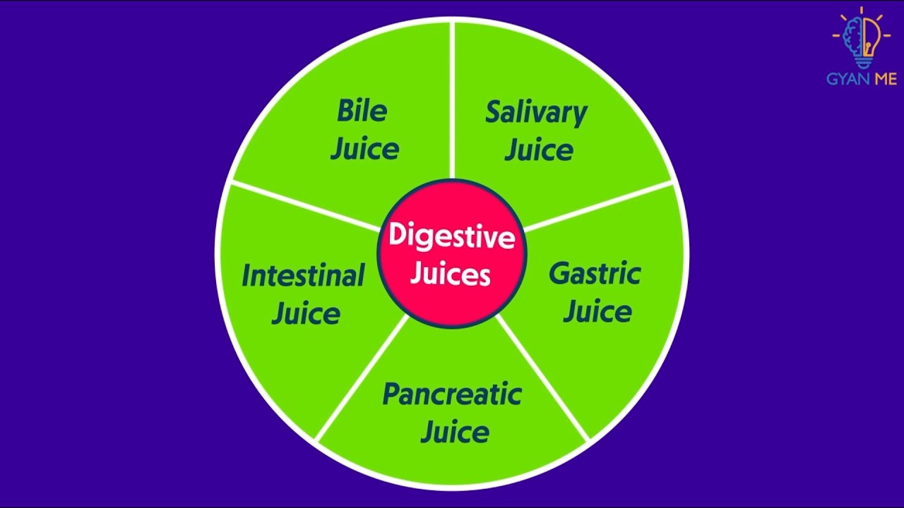 Digestion and Assimilation of Food : Part 1 | Part 10 | Ch. 6 | English ...