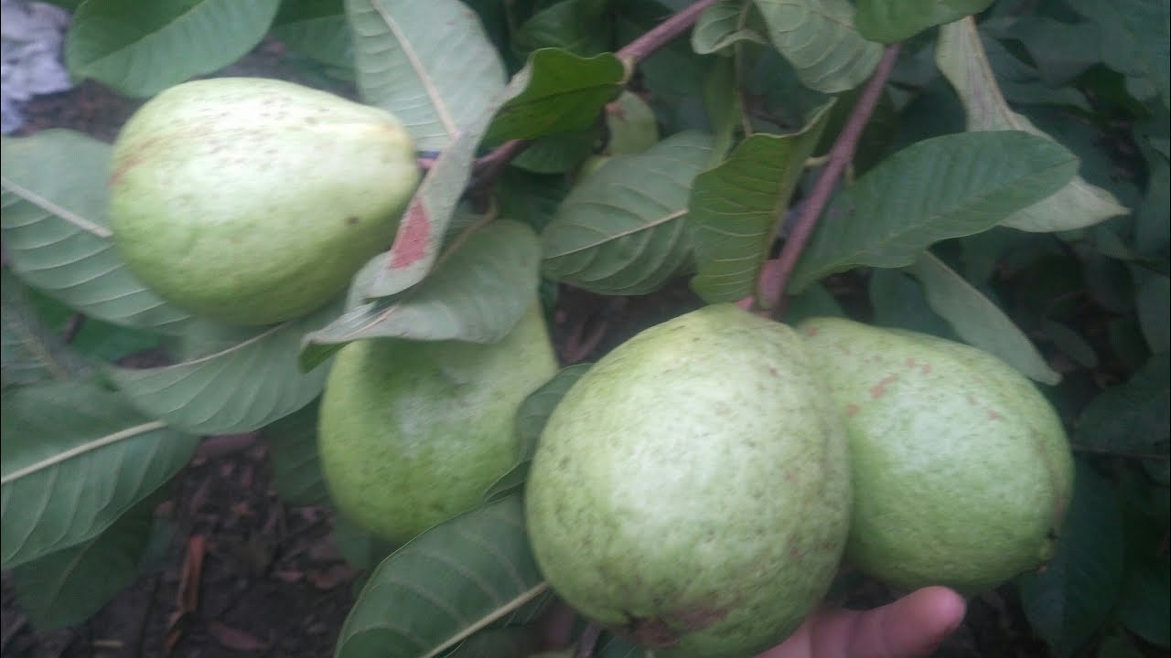How to make guava tree many big fruit - YouTube