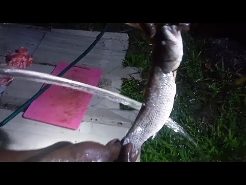 Cooking river fish🇹🇹 #wolffish #trinidad #cooking #outdoors - YouTube