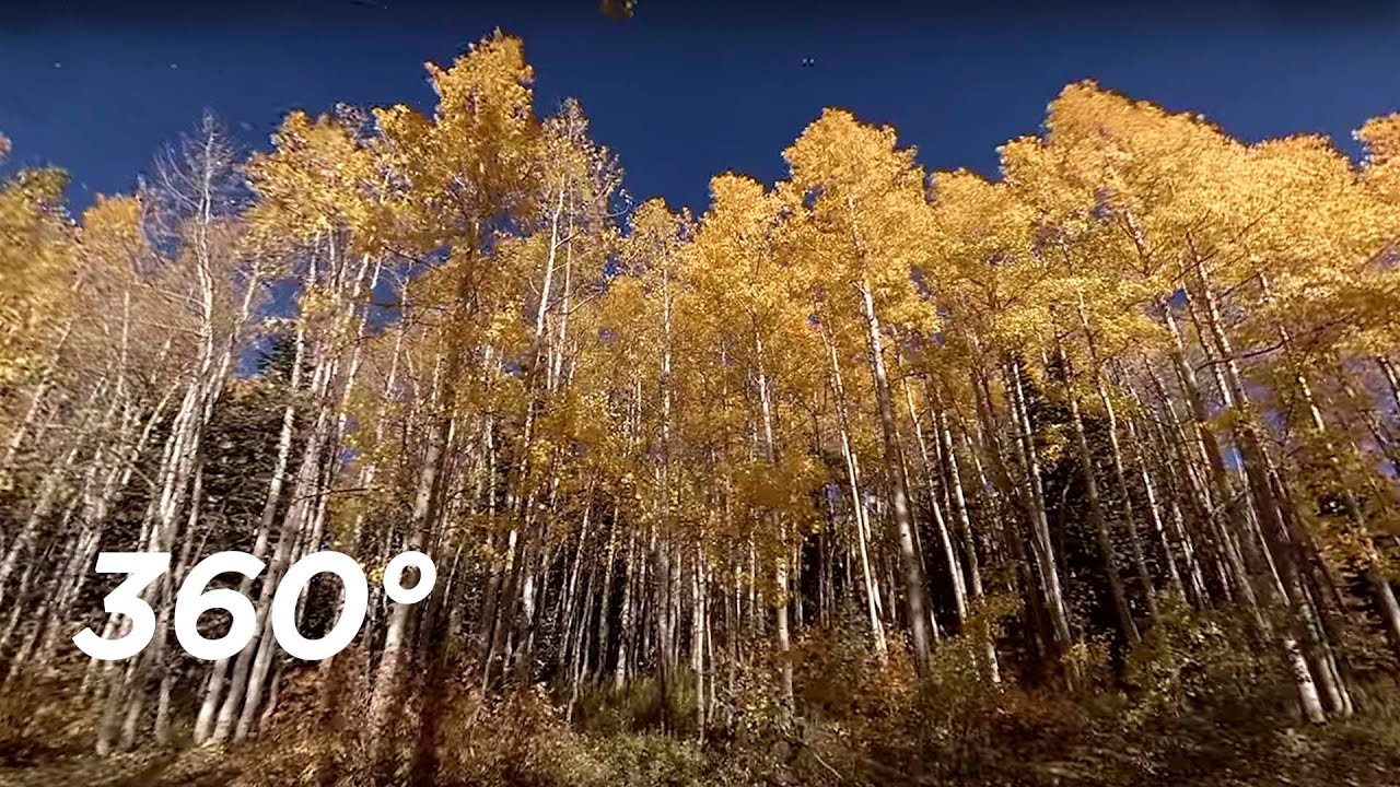 The Feeling of Yellow in VR | 360 Video: Color Wheel VR - YouTube