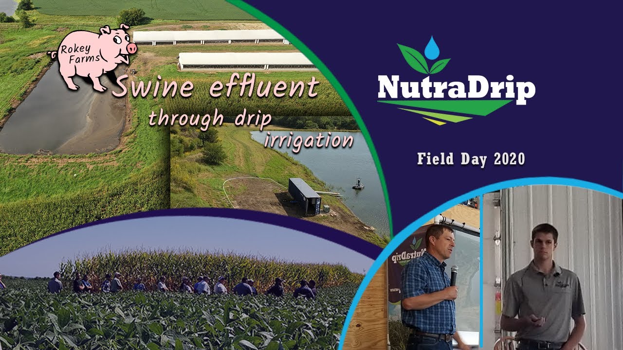 Swine effluent through drip irrigation - YouTube