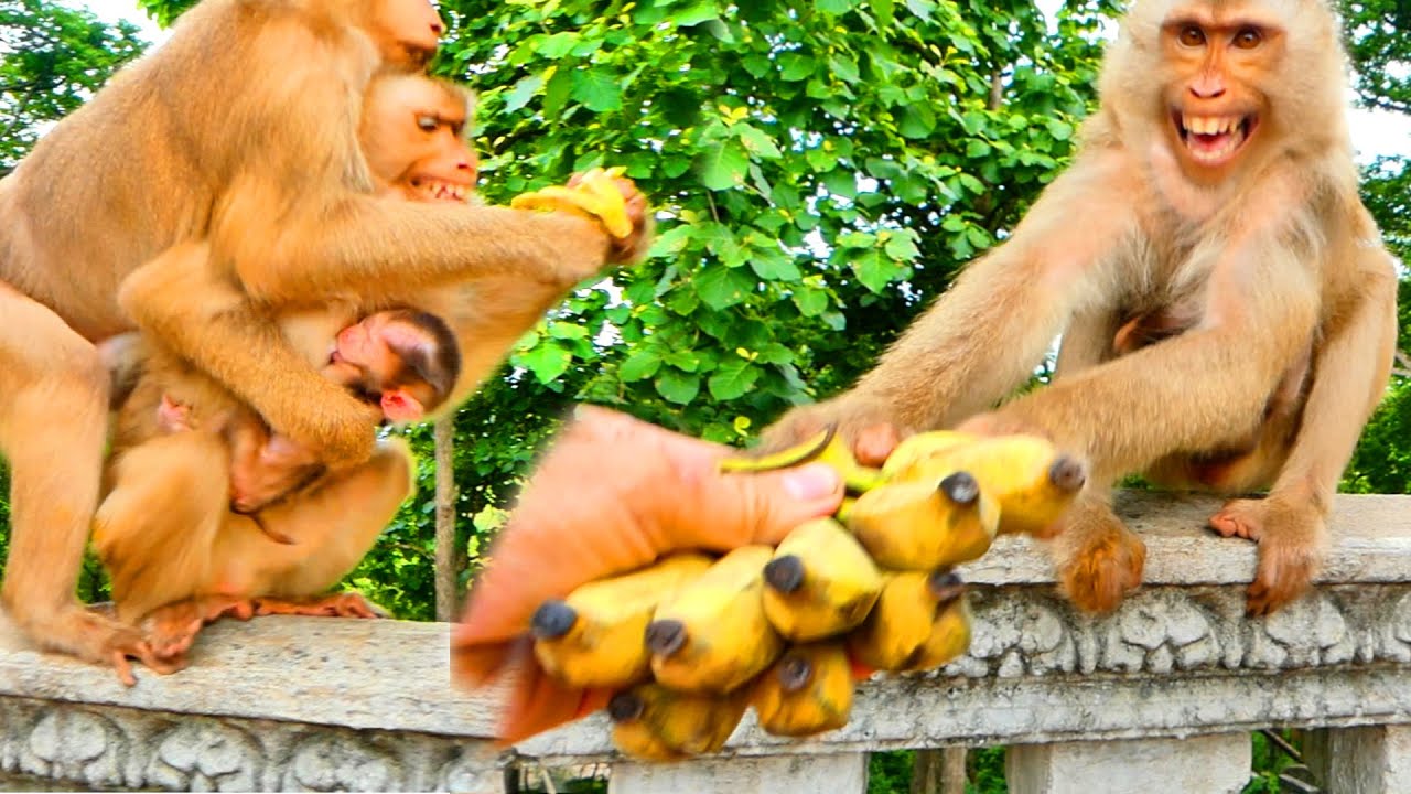 Mom MOKA so sca-red With Her Mother MOLA Take Food Form Her || Hungry ...