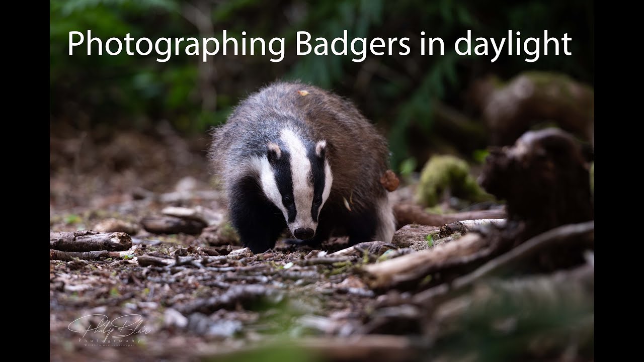 Photographing Badgers in Daylight at my hide. Automatic feeder. - YouTube