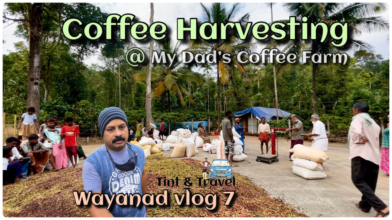 #Wayanad vlog 7 | Coffee Harvesting | Robusta Coffee Striping at My Dad ...