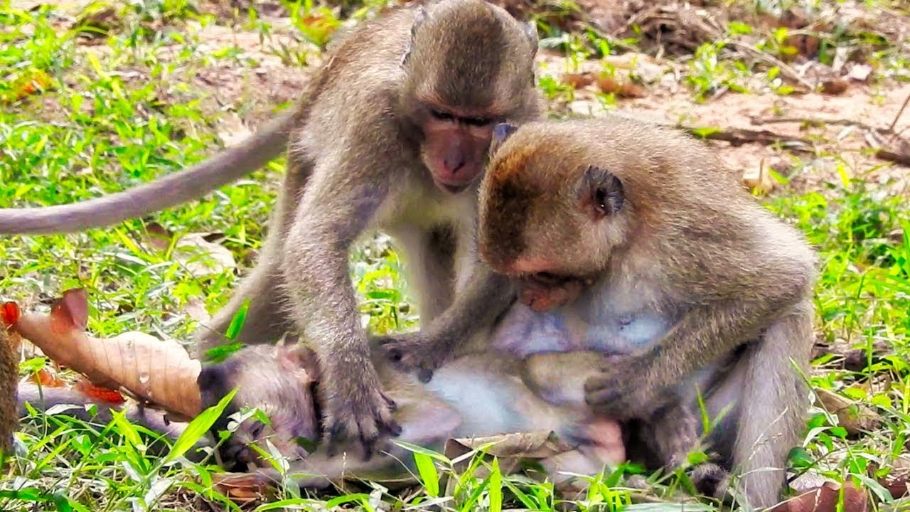 Mother Monkey Cry, Finally She Found Her Baby Monkey - YouTube